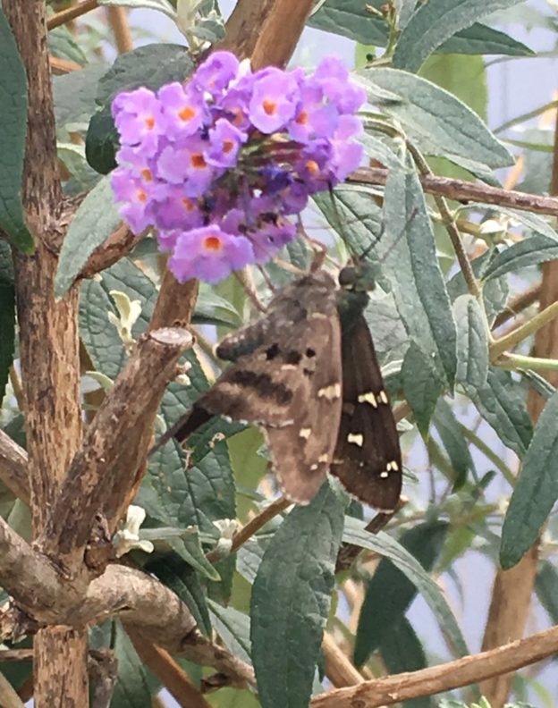Extremely Rare Long-tailed Skipper Spotted at DeKorte Park!!! | The ...