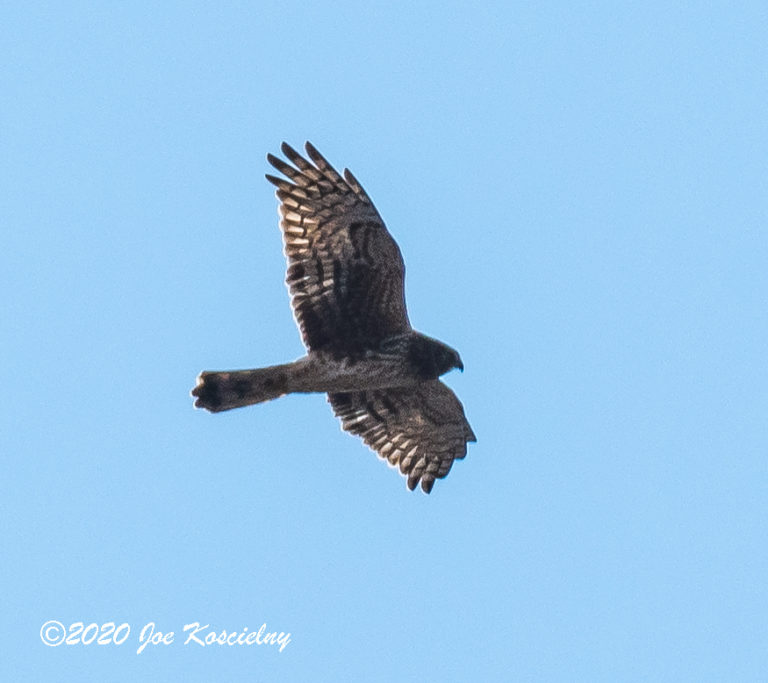 Harrier at Harrier | The Meadowlands Nature Blog