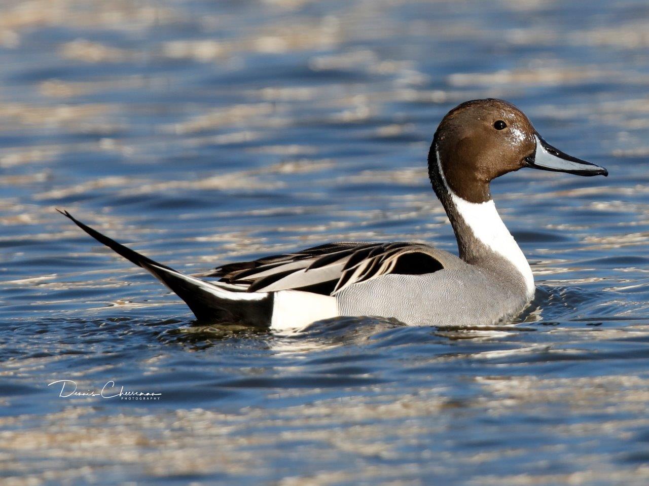 Shots of the Week | The Meadowlands Nature Blog