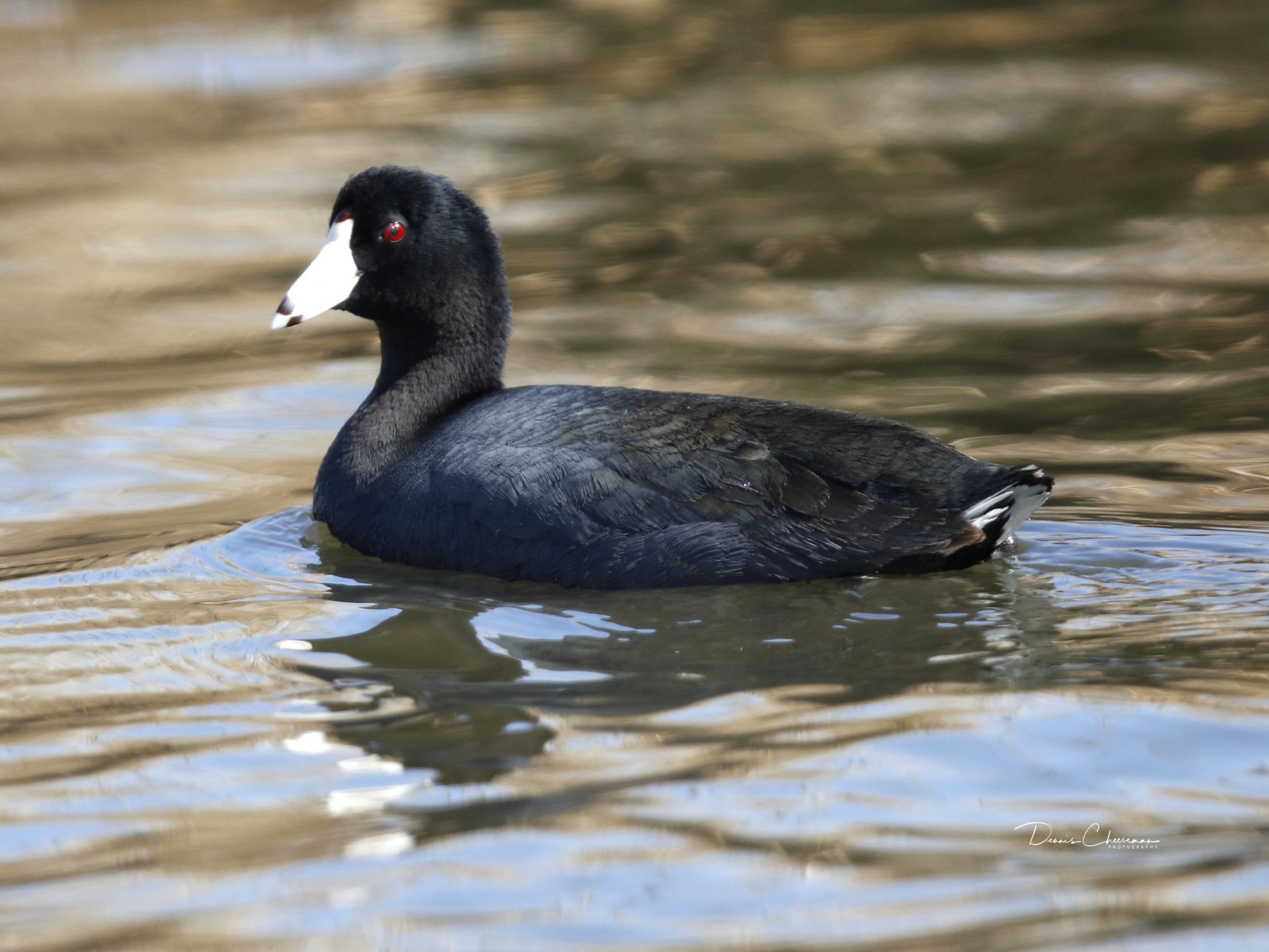 Lunchtime Coot at DeKorte | The Meadowlands Nature Blog