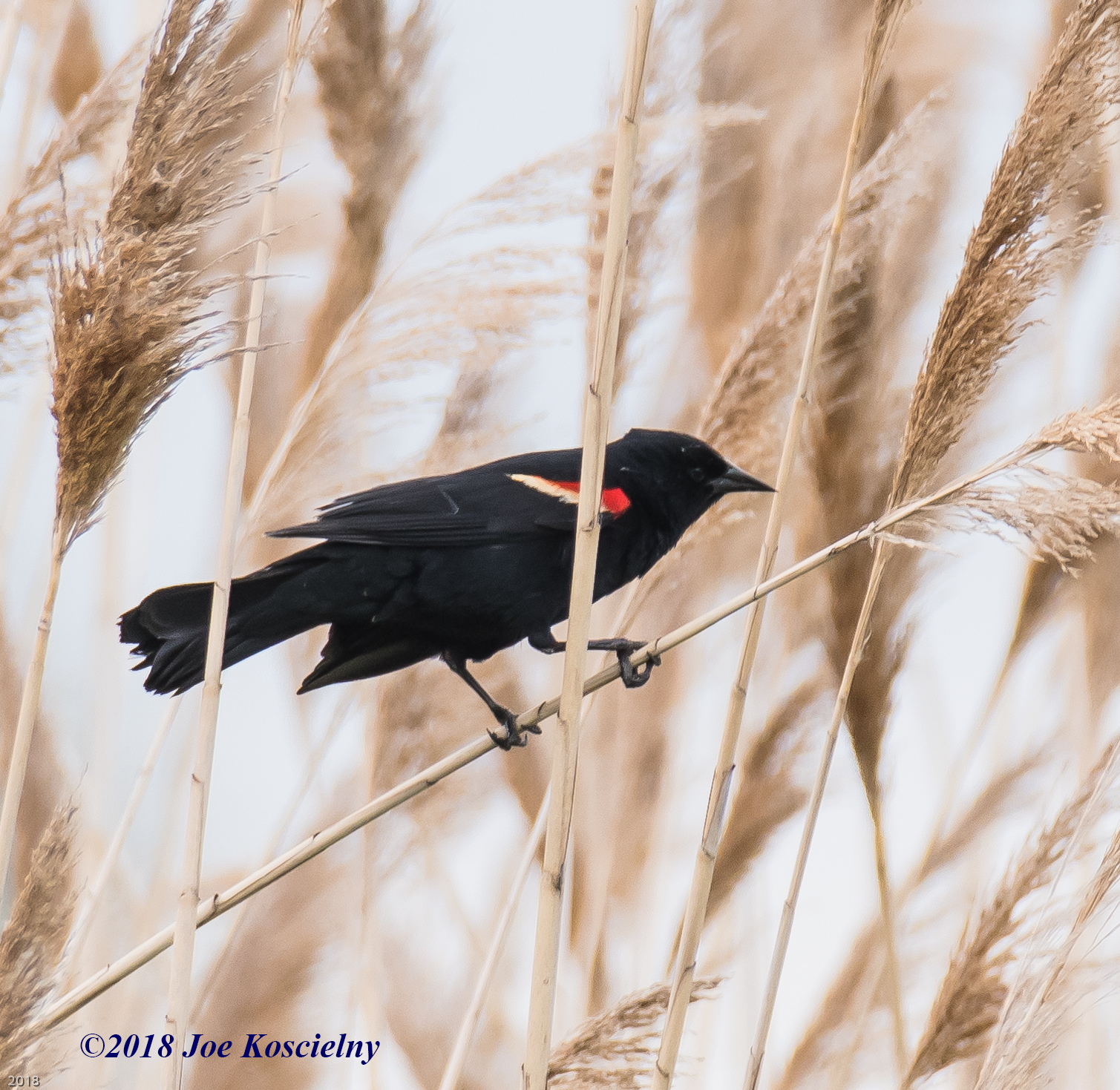 Don Torino's Life in the Meadowlands: Our Favorite Birds | The ...