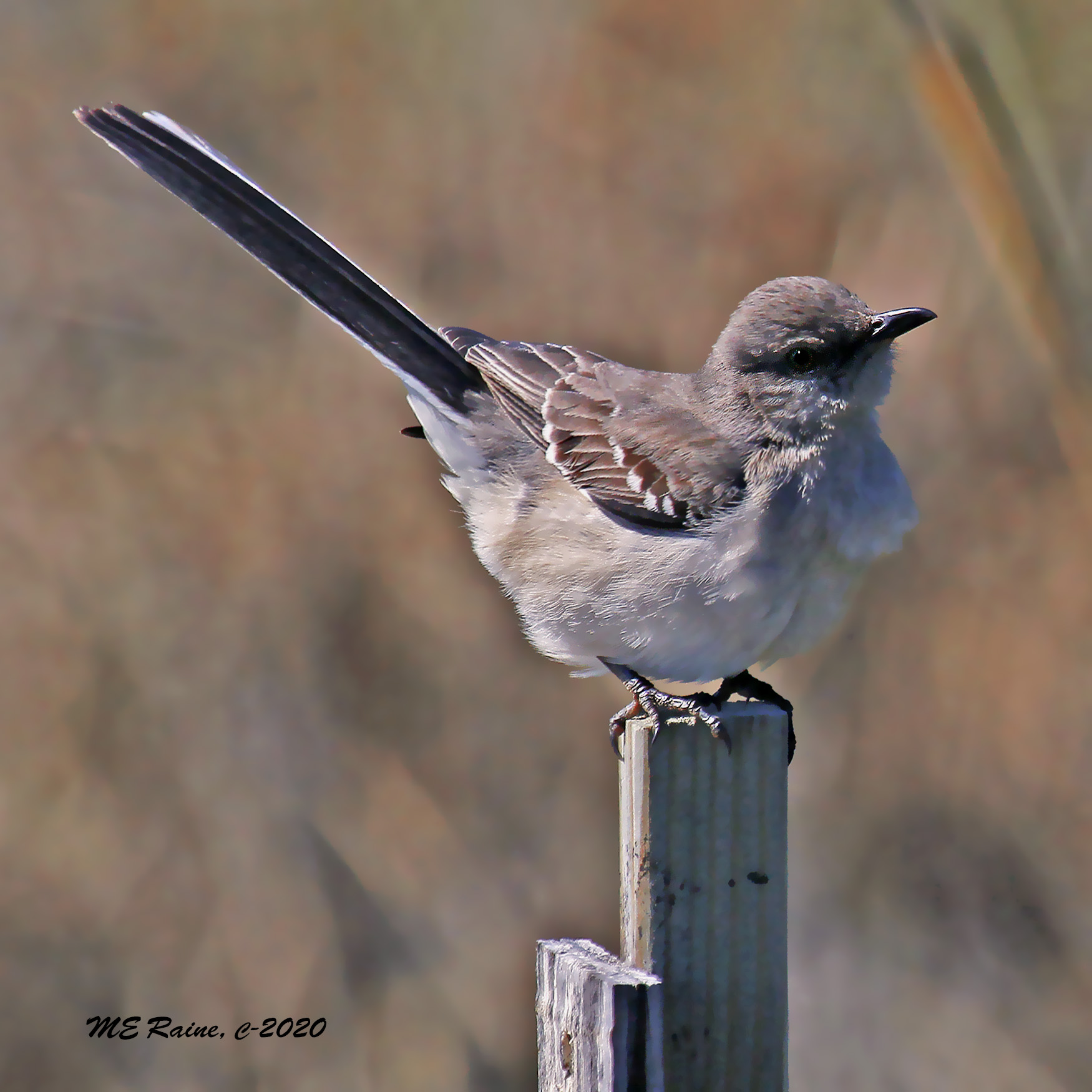 Getting His Feet Wet | The Meadowlands Nature Blog