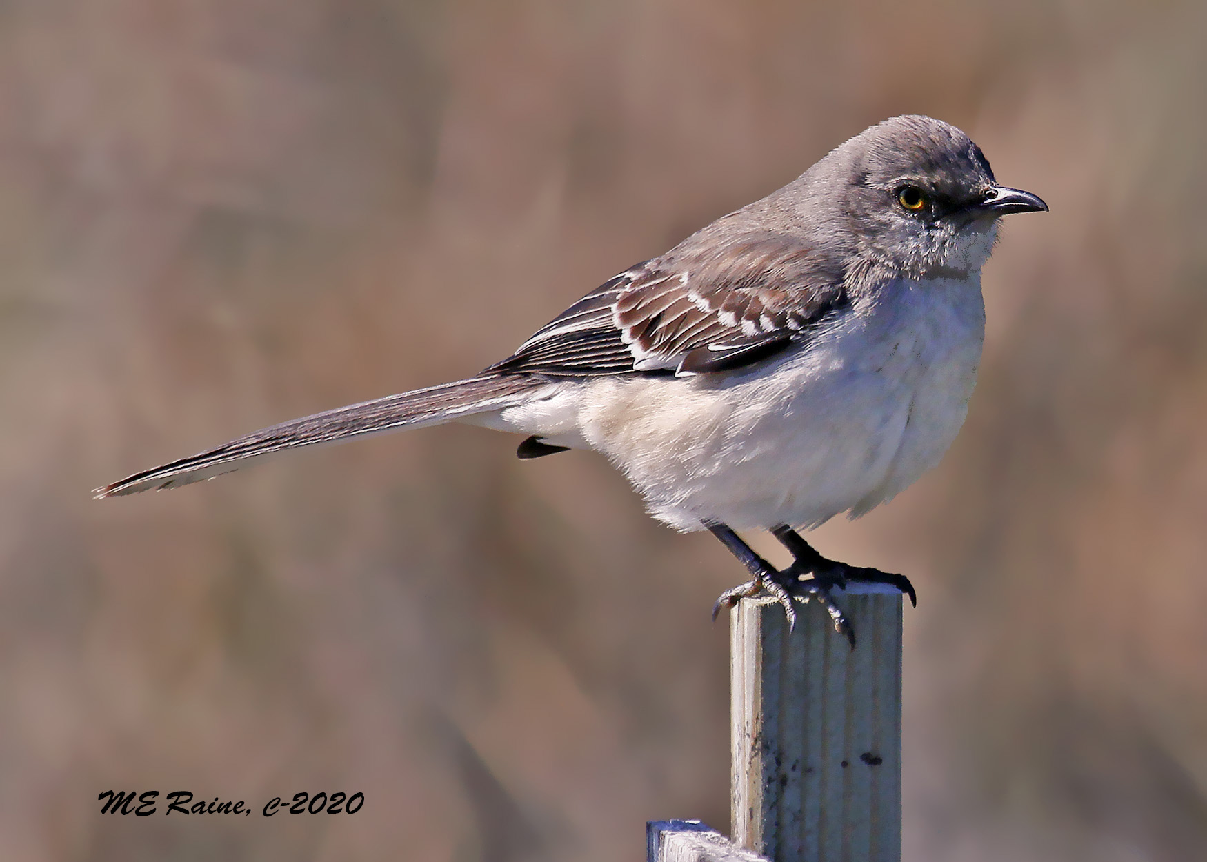 Getting His Feet Wet | The Meadowlands Nature Blog