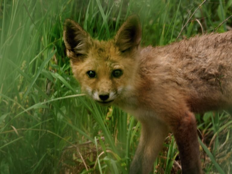 Roaming Red Fox | The Meadowlands Nature Blog