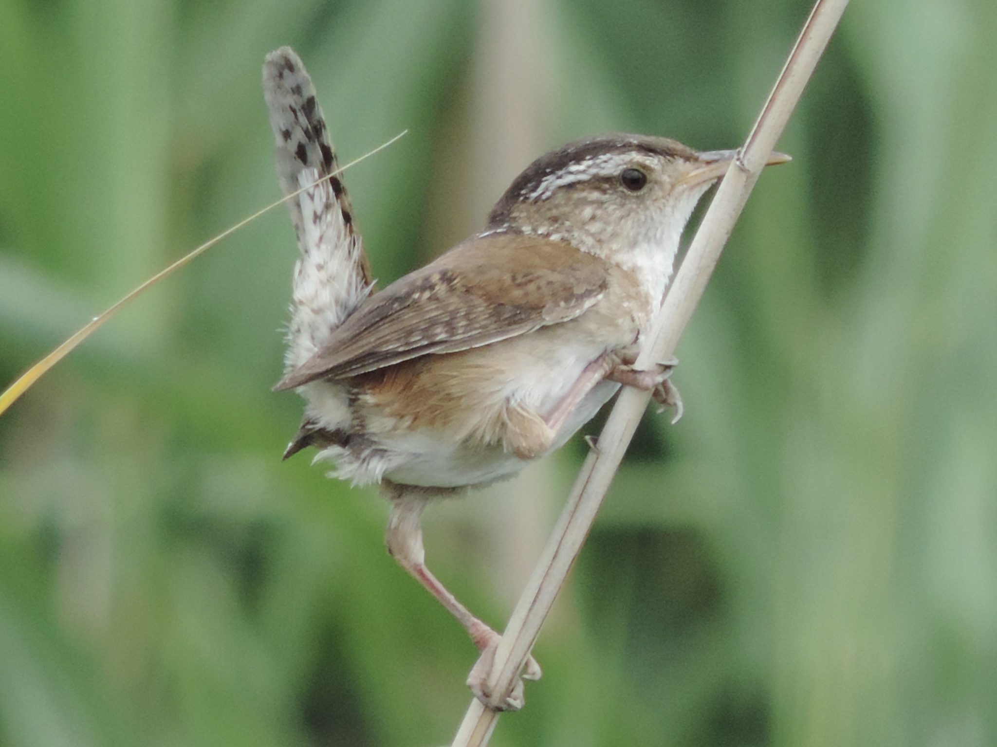 Monday Marsh Wren | The Meadowlands Nature Blog