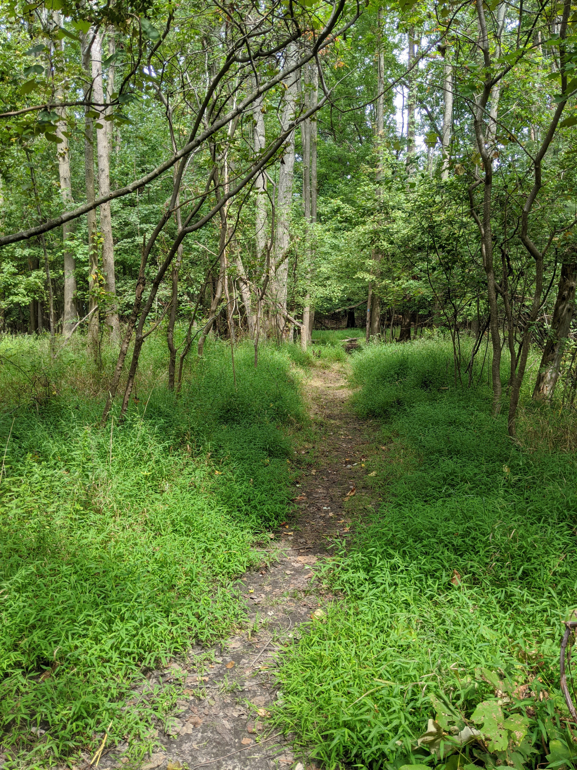 Don Torino’s Life in the Meadowlands: The Magic of Losen Slote Creek ...