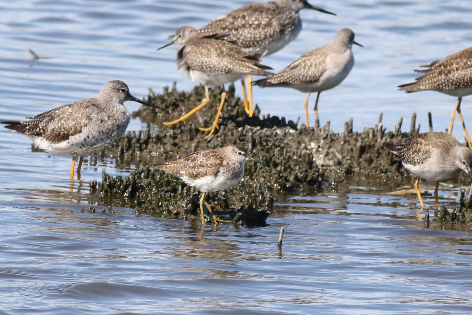 Rare Bird Sighting (Wood Sandpiper) at DeKorte Park! | The Meadowlands ...