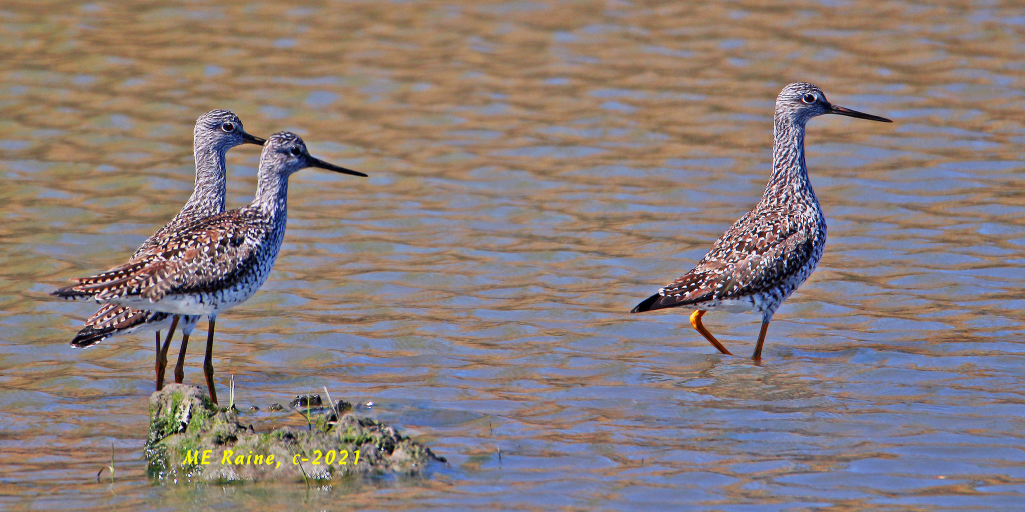 Great Photos of Greater Yellowlegs | The Meadowlands Nature Blog